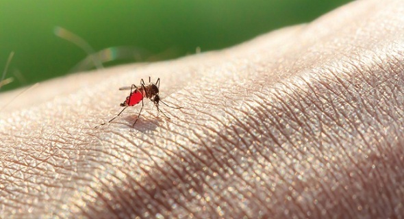 ATENTIE! Noua bacterie pe care tantarii o poarta si care face deja ...