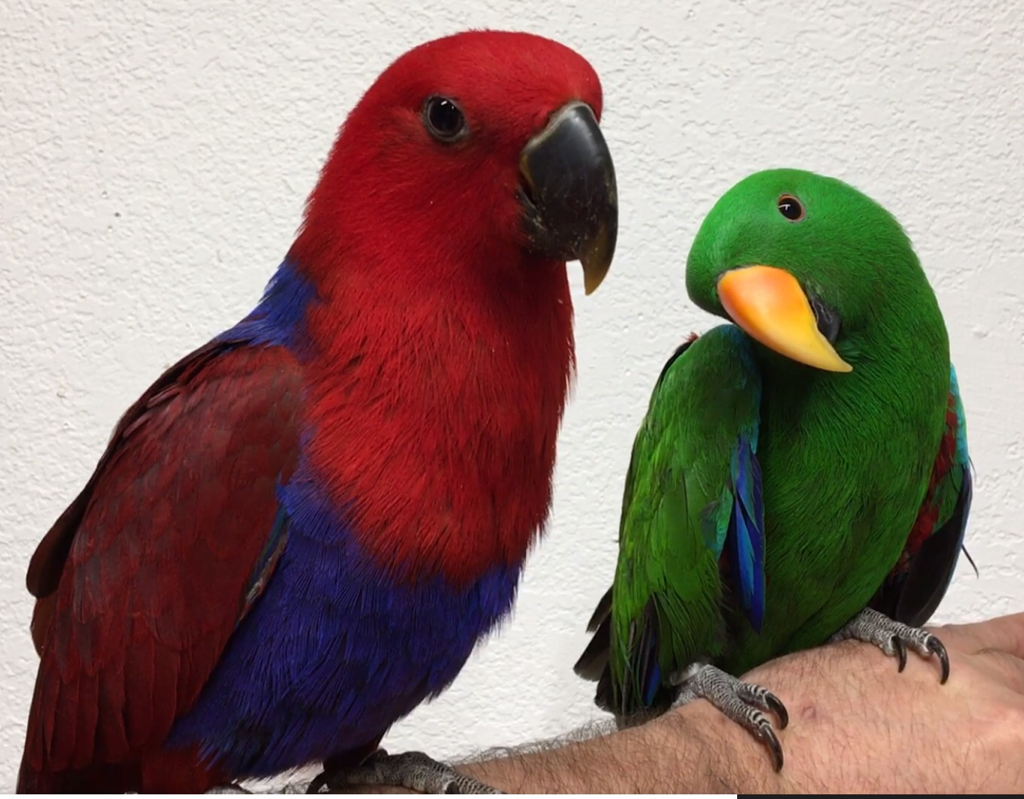 Curiozitati despre papagali la care nu te-ai fi gandit: folosesc unelte ...