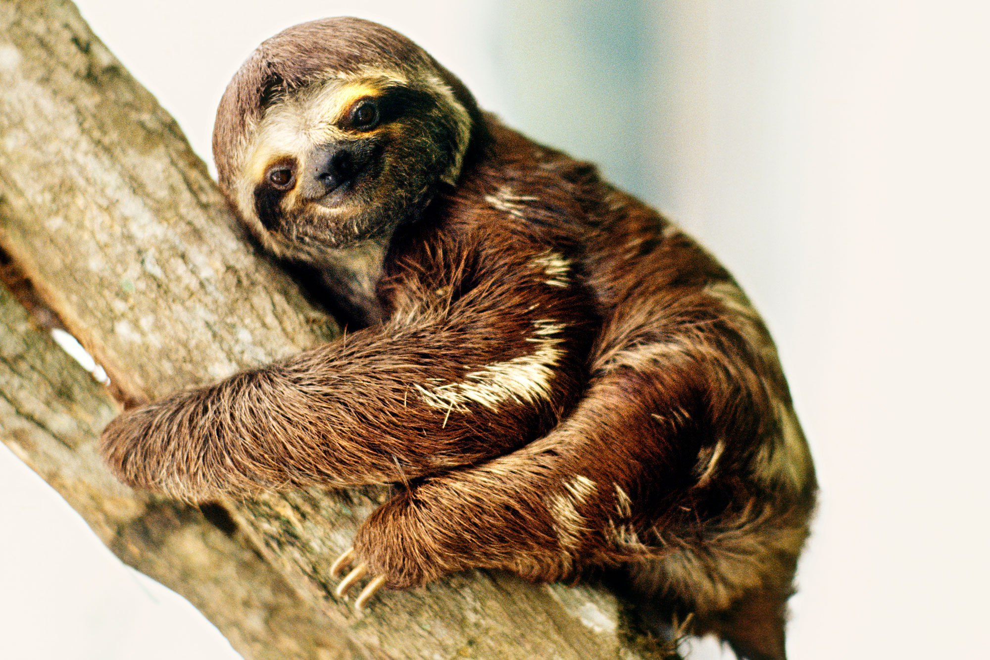 De ce iubim lenesii: 15 curiozitati despre unele dintre cele mai ...