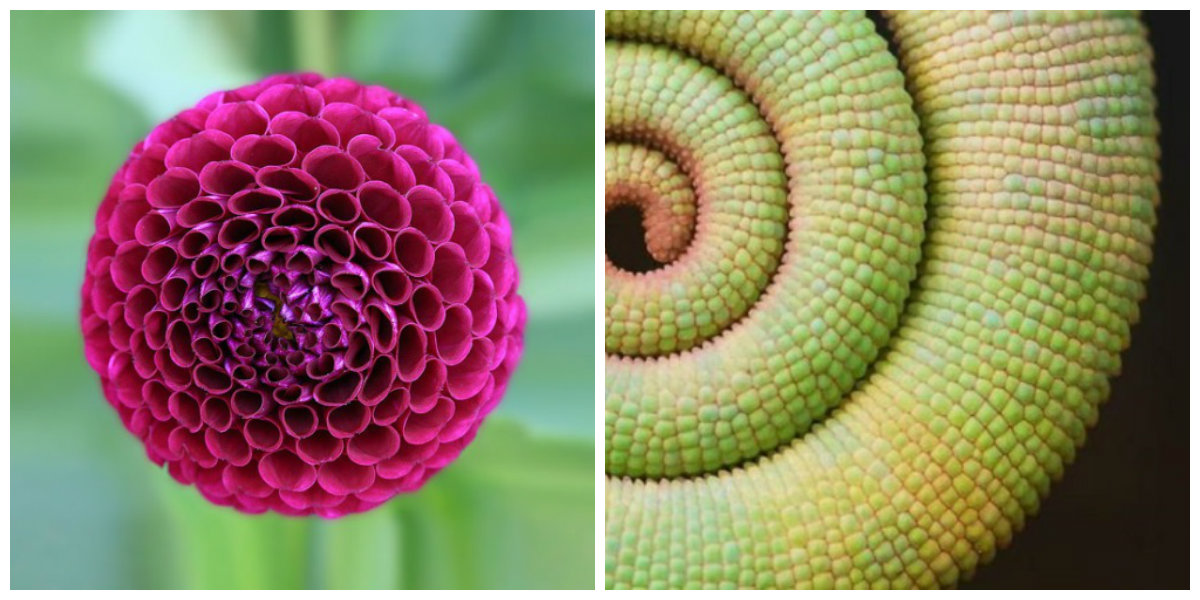 Cand natura formeaza fractali! Imagini superbe cu plante si vietati ...