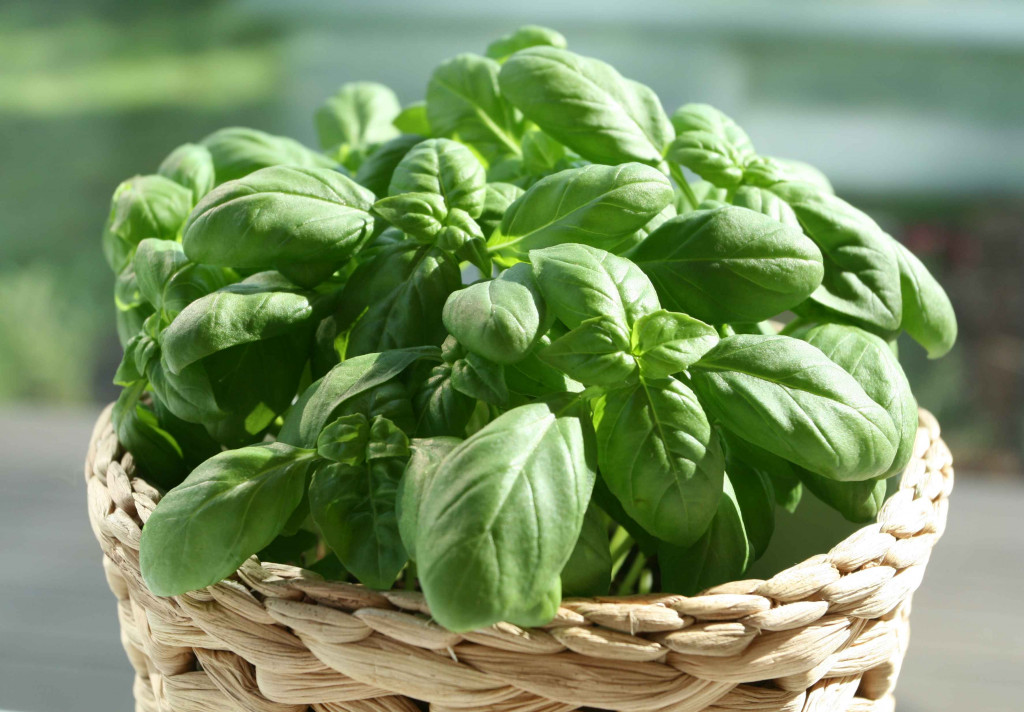 Cat de bun este busuiocul pentru organism! Ce afectiuni poate vindeca ...