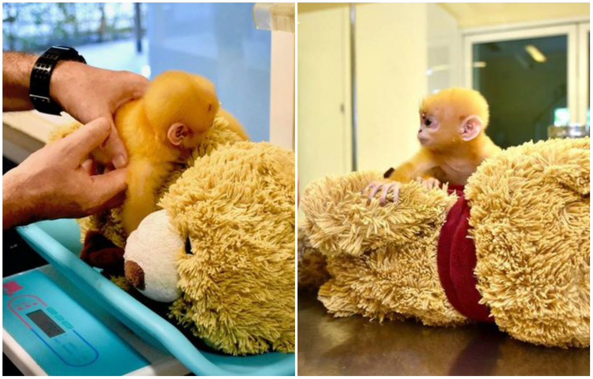 Cel mai adorabil pui de maimuta, cu cea mai trista poveste! E ...