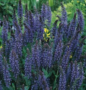 Isopul, planta medicinala care curata organismul! Sub ce forma se ...