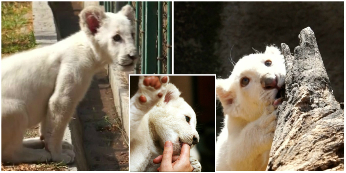 Acesta e puiul de leu alb, atat de rar incat a primit rapid porecla de ...