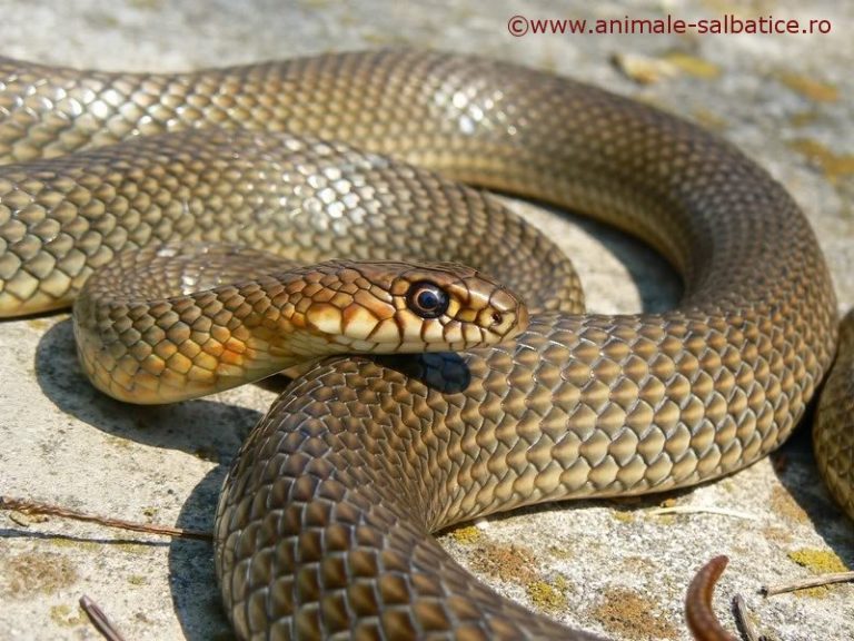 Sarpele Rau, cea mai agresiva reptila din Romania. Unde a fost gasita