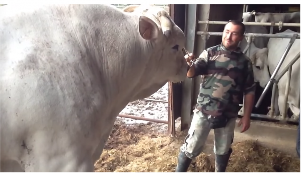 E cel mai mare taur din lume si printre primele rase descoperite vreodata!