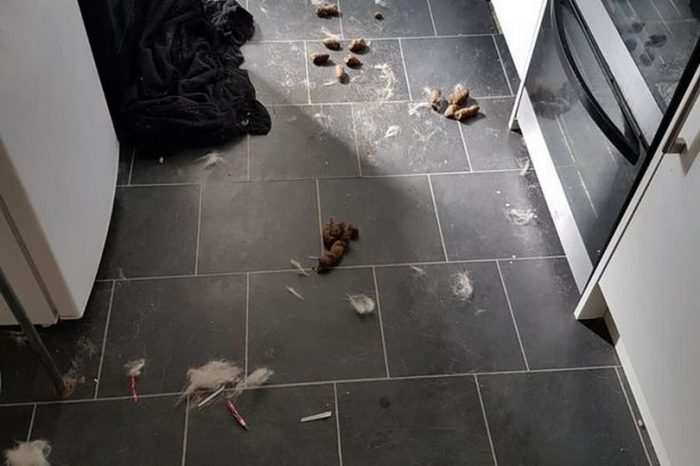 Casa groazei! Imagini socante cu animale care se mancau intre ele
