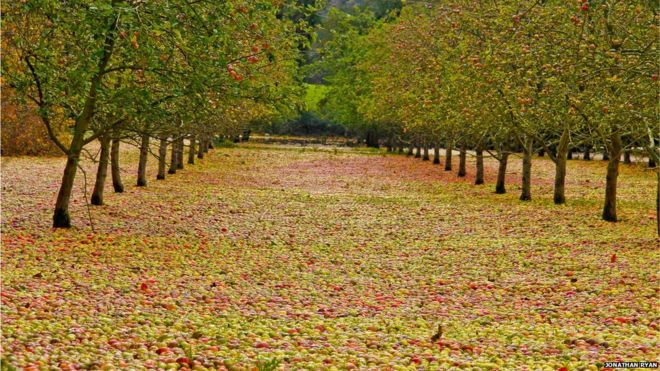 Cum arata o livada de meri dupa ce trece prin ea o furtuna extrem de ...