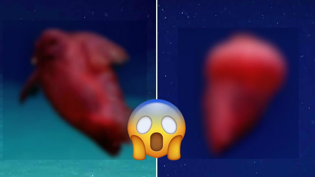 Monstrul marin a fost surprins in premiera in Oceanul Arctic! Ce facea ...