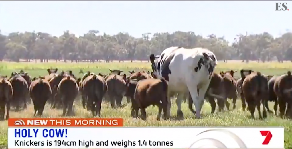 Vaca asta uriasa are 1.400 de kilograme si aproape 2 metri inaltime!