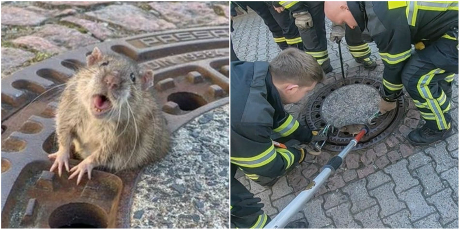 Asta e cea mai neobisnuita interventie a pompierilor! Au stat sa scoata ...