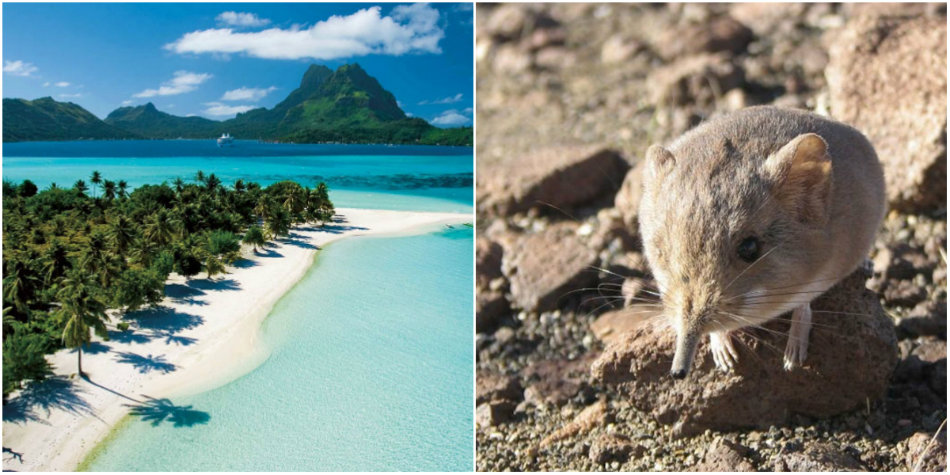 Trei noi specii de mamifere, descoperite de specialisti! Ce sunt ...