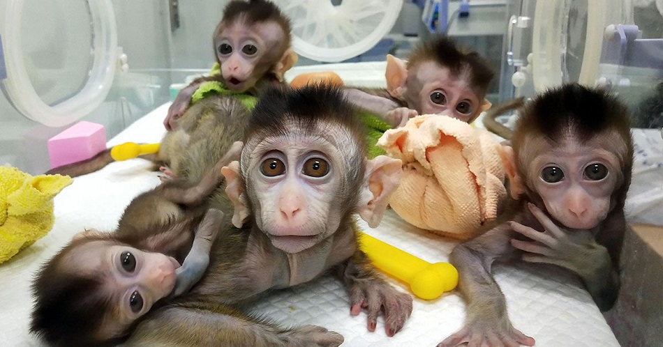 Maimute modificate genetic. Creierul primatelor seamana cu cel al oamenilor