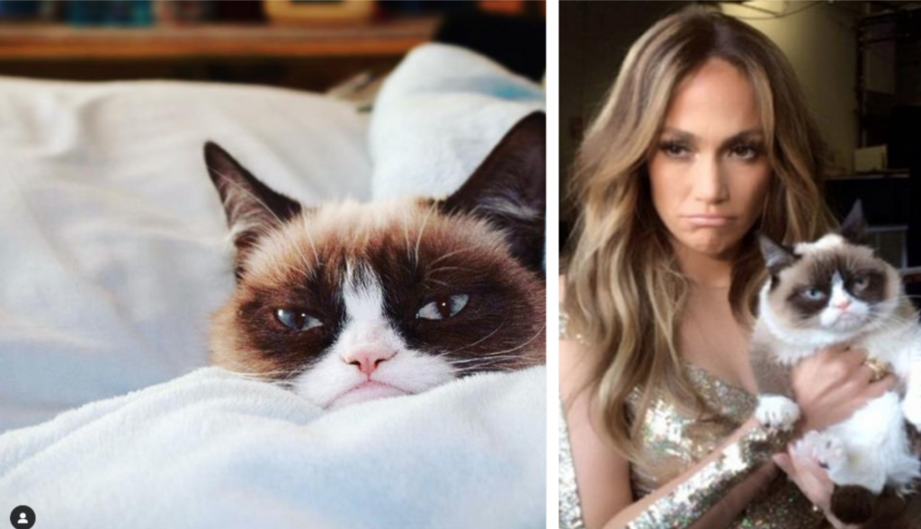 Cea mai bogata pisica din lume a murit! "Grumpy Cat" s-a stins din viata