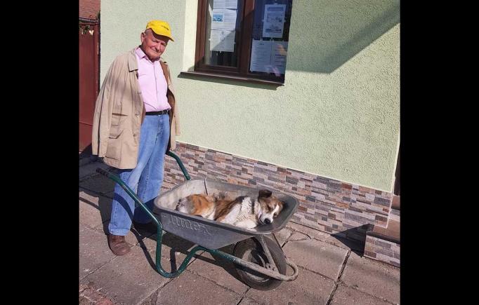 Un batran si-a dus catelul 8 km cu roaba pana la veterinar