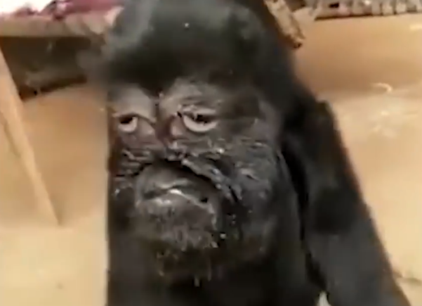 FOTO&VIDEO! ”Sfântul IED”, creatura cu ”față umană”, care a devenit ...