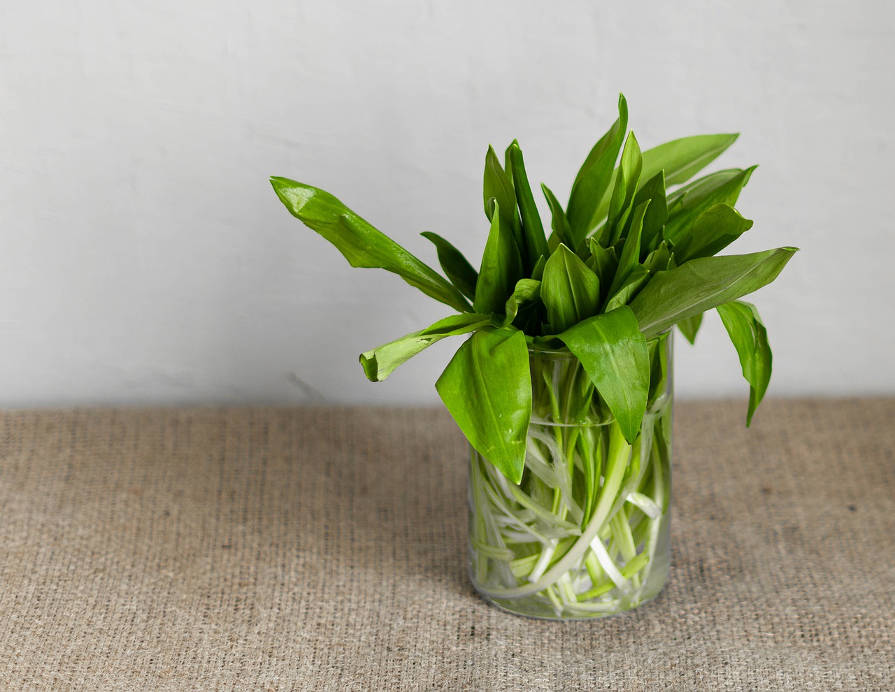 Leurda. Miracolul naturii. Ce este şi cum se foloseşte