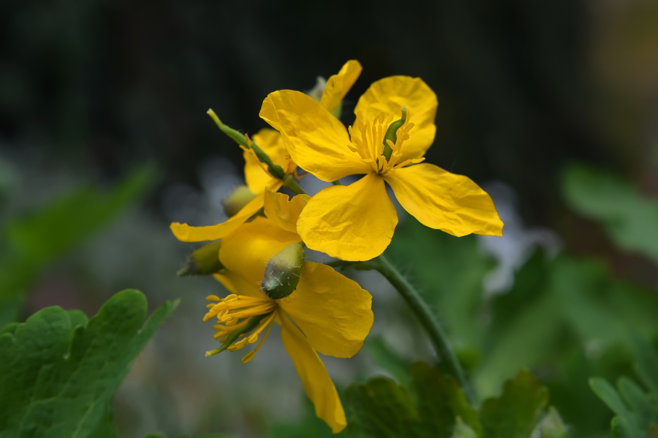 Rostopasca, planta minune a primăverii. Videcă peste 150 de boli!