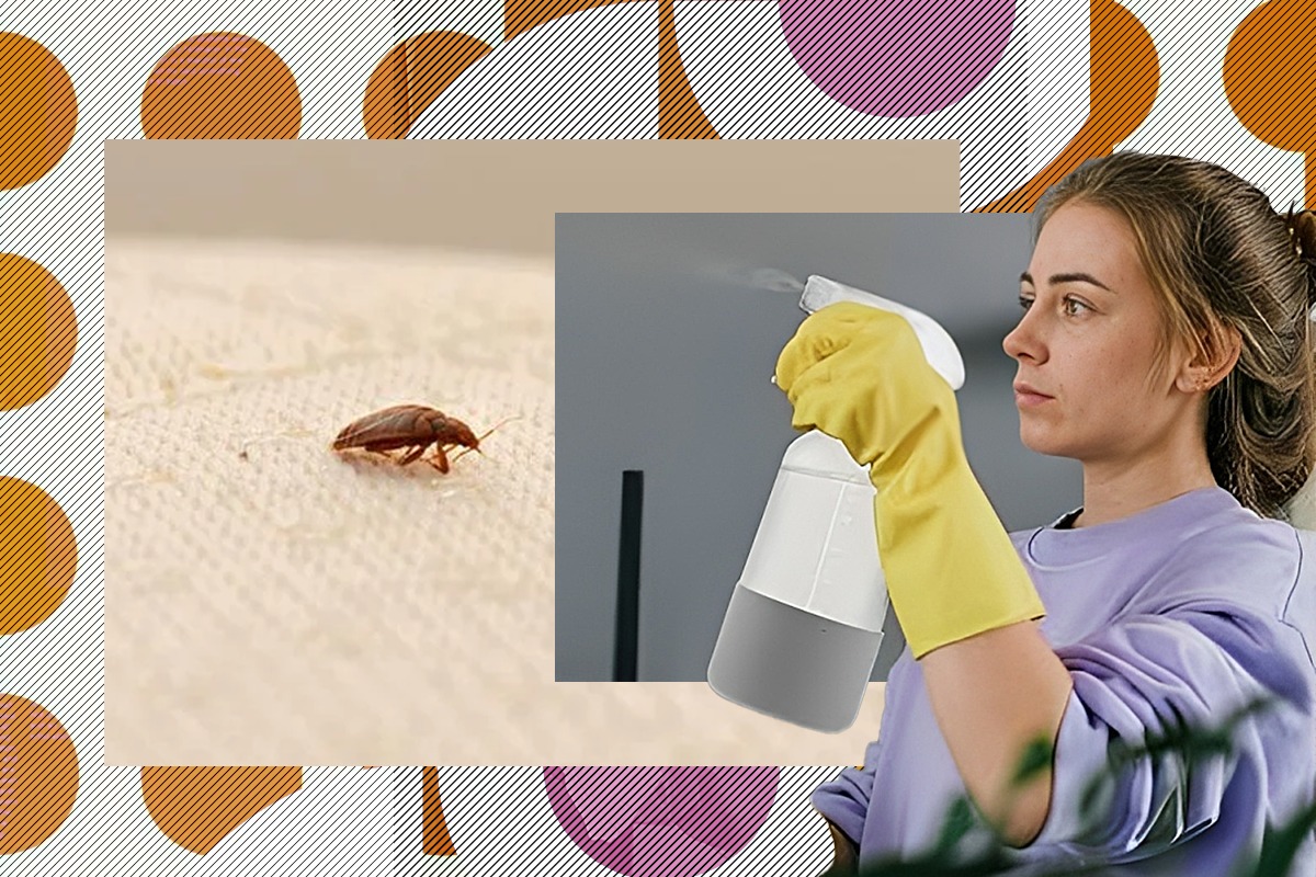 Cum să scapi de ploșnițe cu metode 100% naturale. E momentul să renunți ...